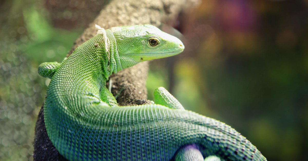 Grøn kølbuget firben - Odense ZOO