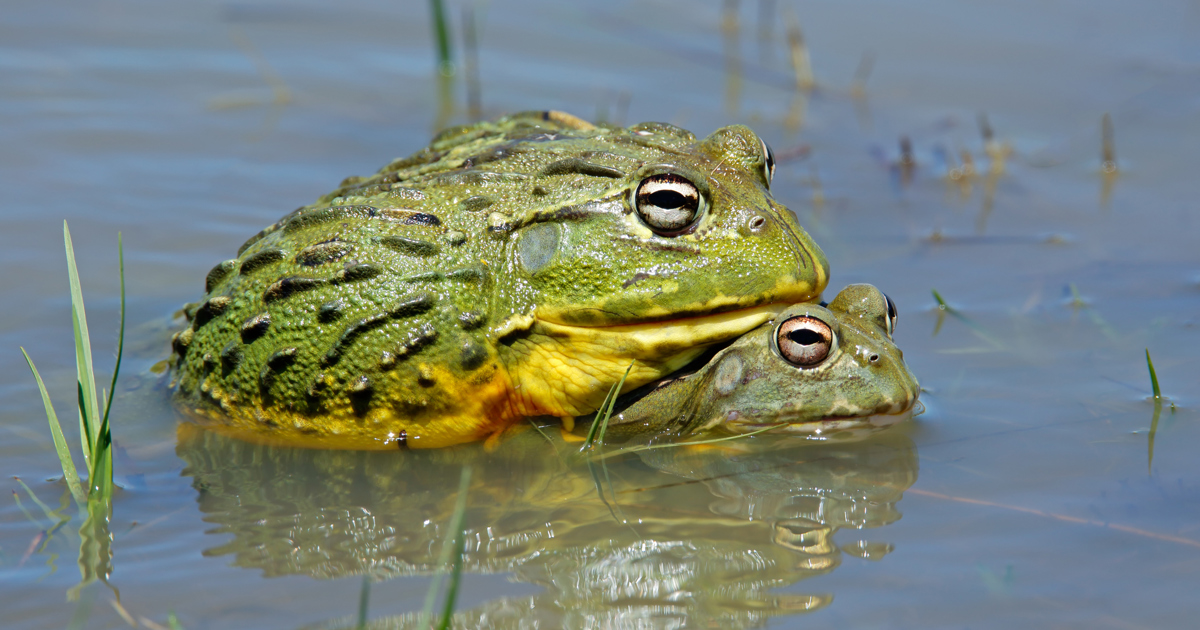 African bullfrog - Odense ZOO