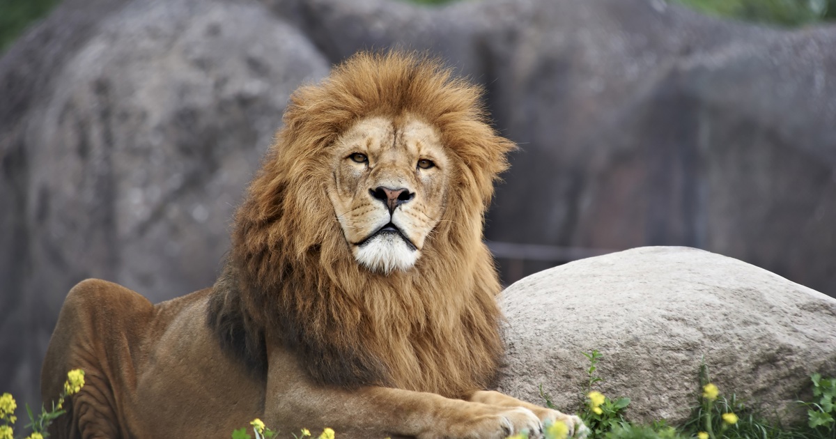Lion - Odense ZOO