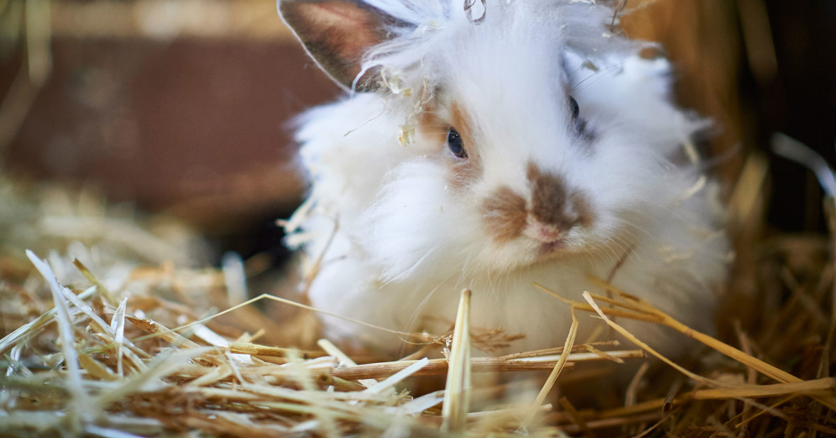 Rabbit - Odense ZOO