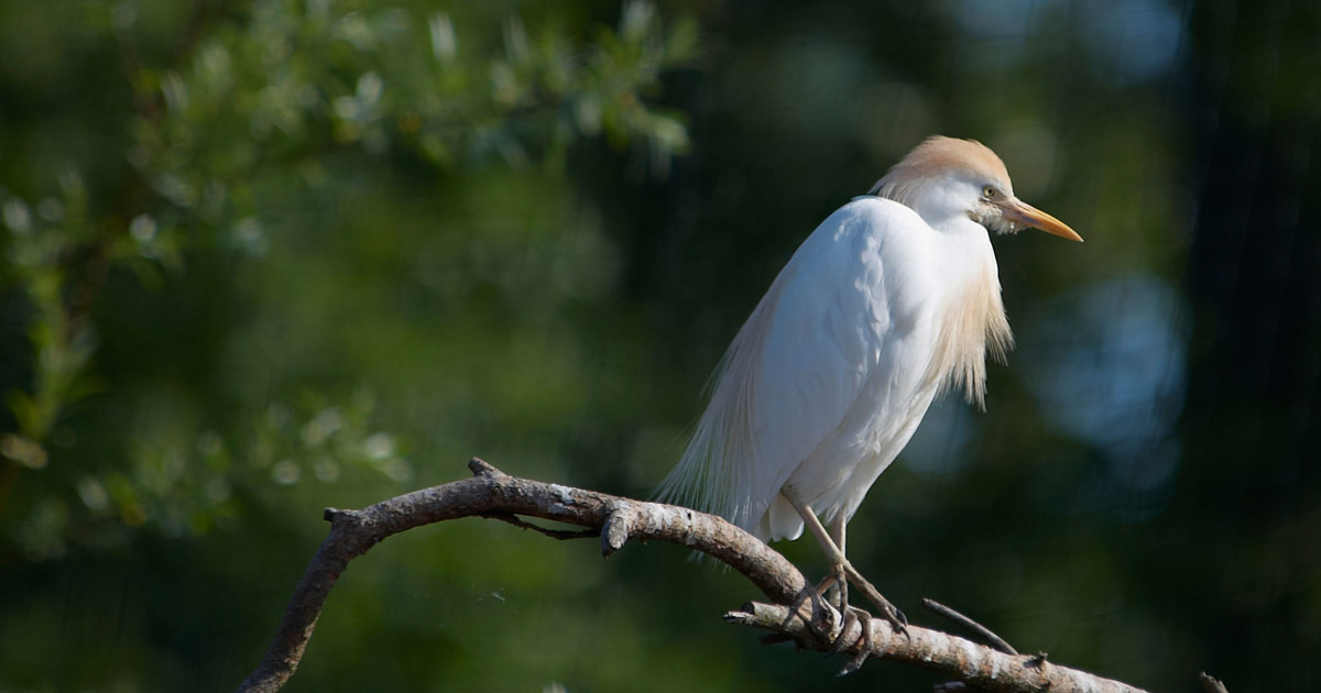 Cattle Egret - Odense ZOO