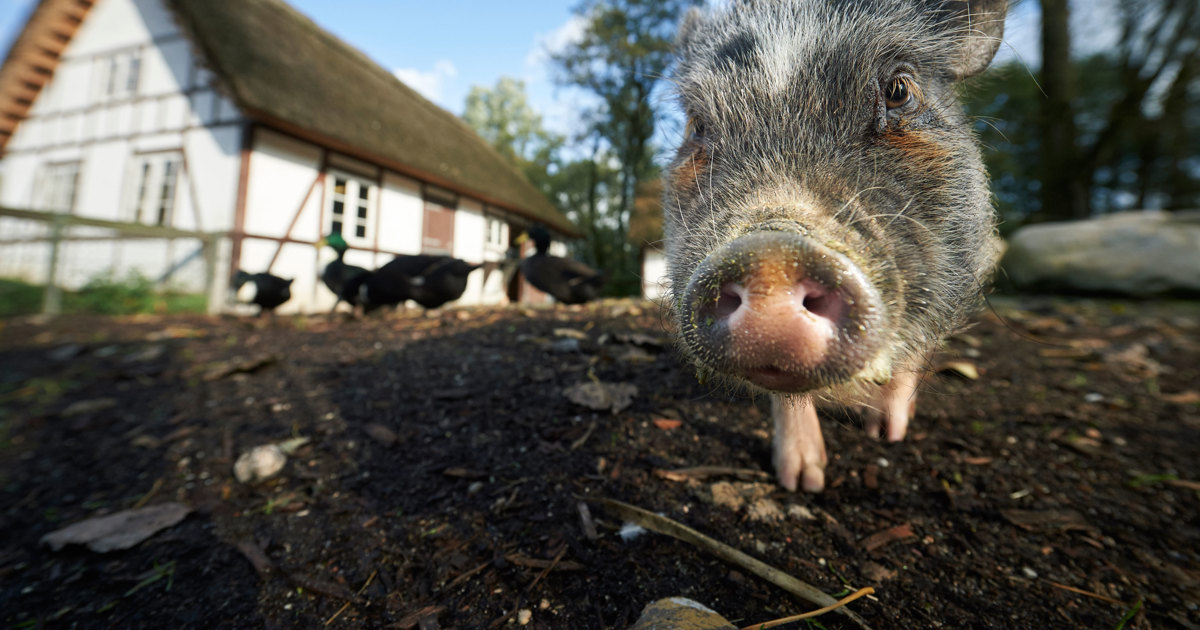 Minigris - Odense ZOO