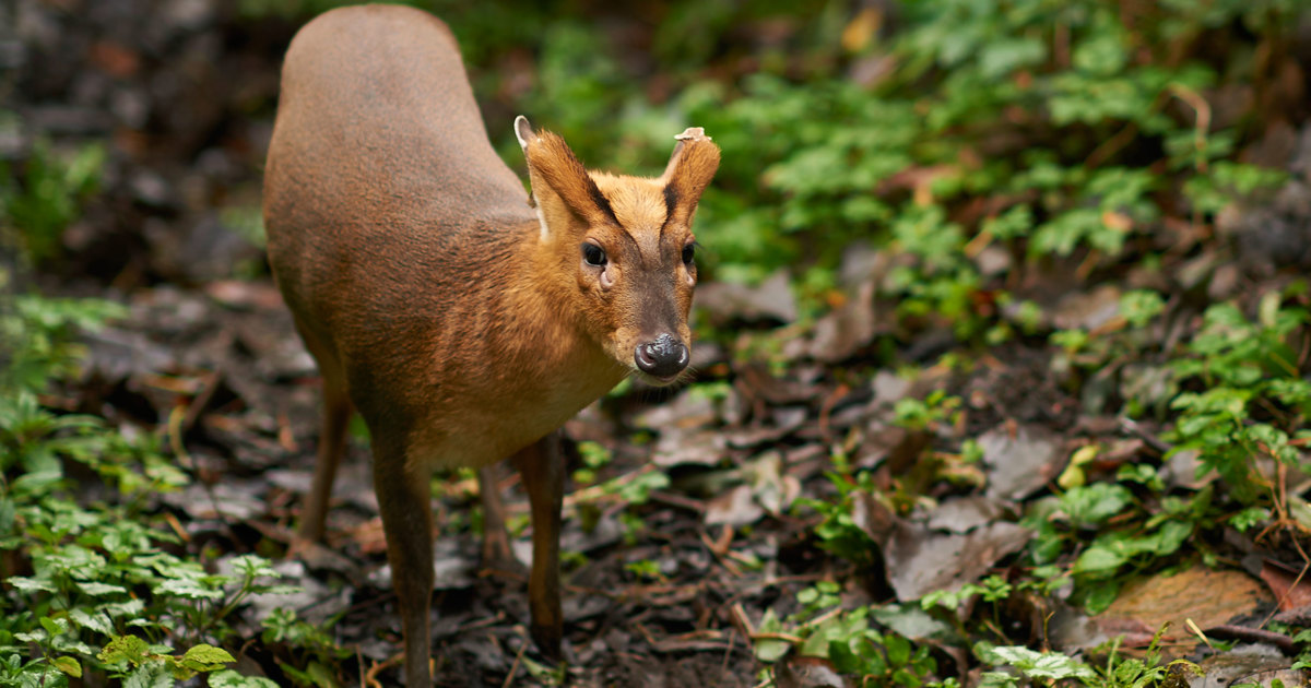 Chinese muntjac - Odense ZOO