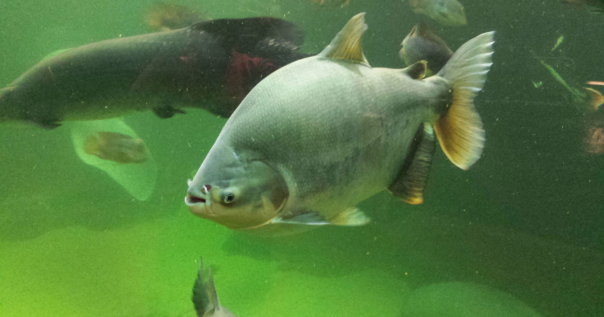 Pacu - Odense ZOO