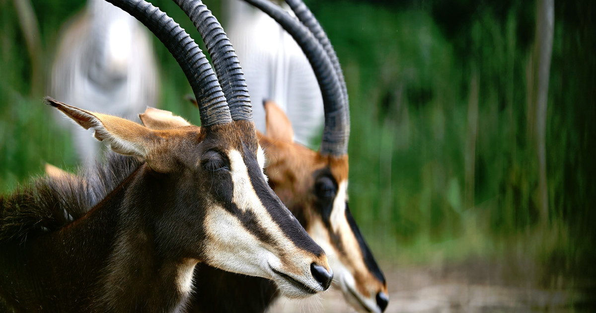 Sable antelope - Odense ZOO