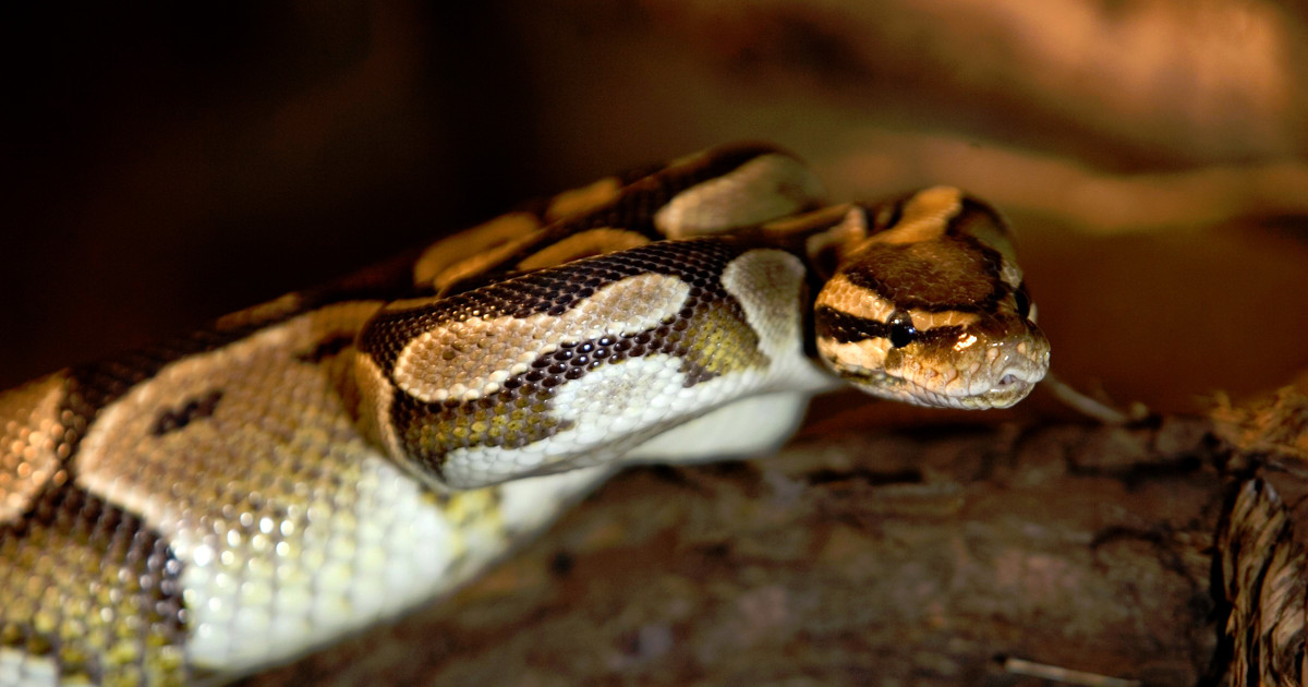 Kongepyton - Odense ZOO