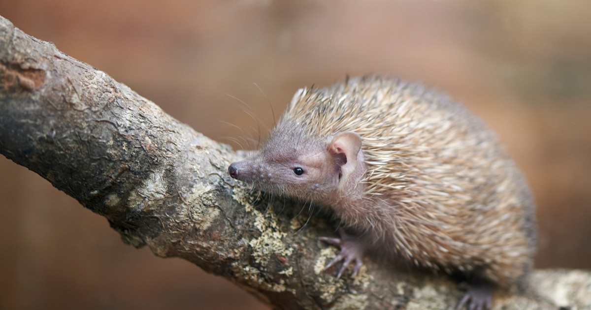 Lesser hedgehog tenrec - Odense ZOO