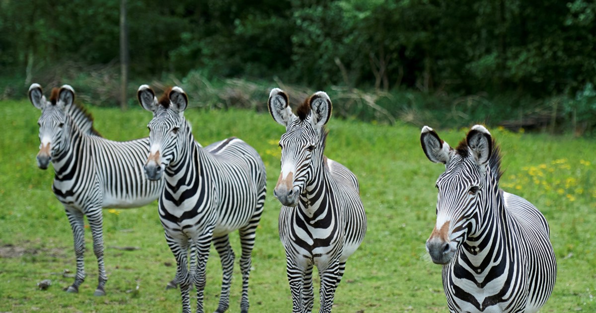 Zebra - Odense ZOO