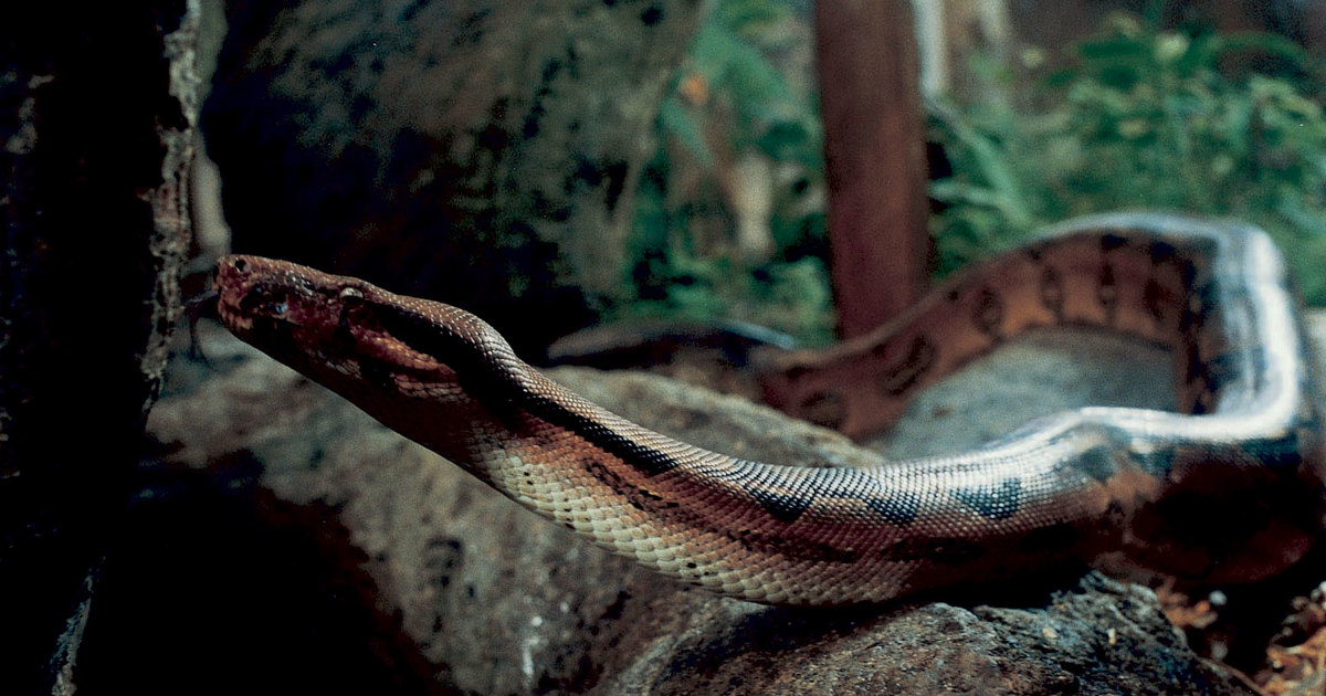 Boa constrictor - Odense ZOO