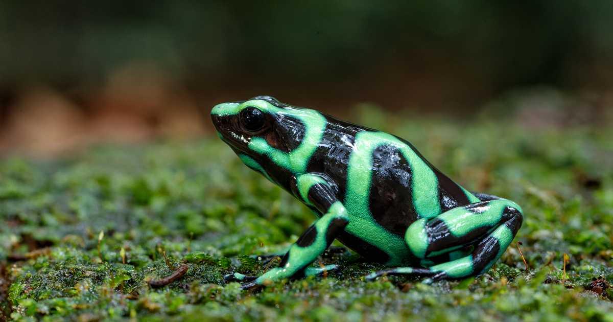 Poison dart frogs - Odense ZOO