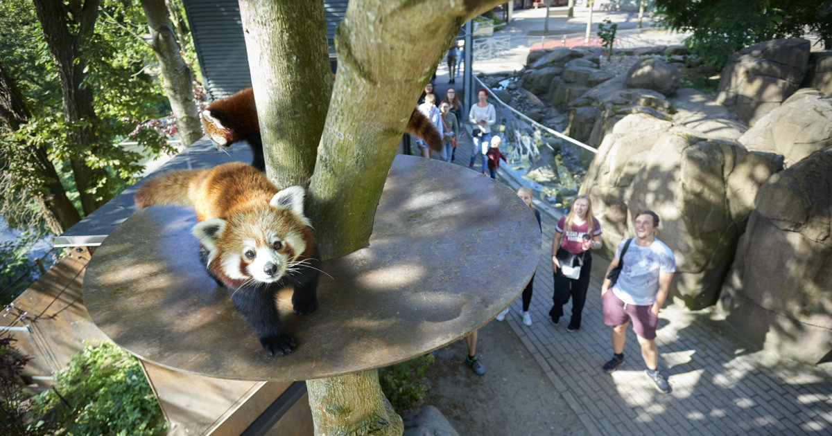 Besøg Odense ZOO Program for i dag