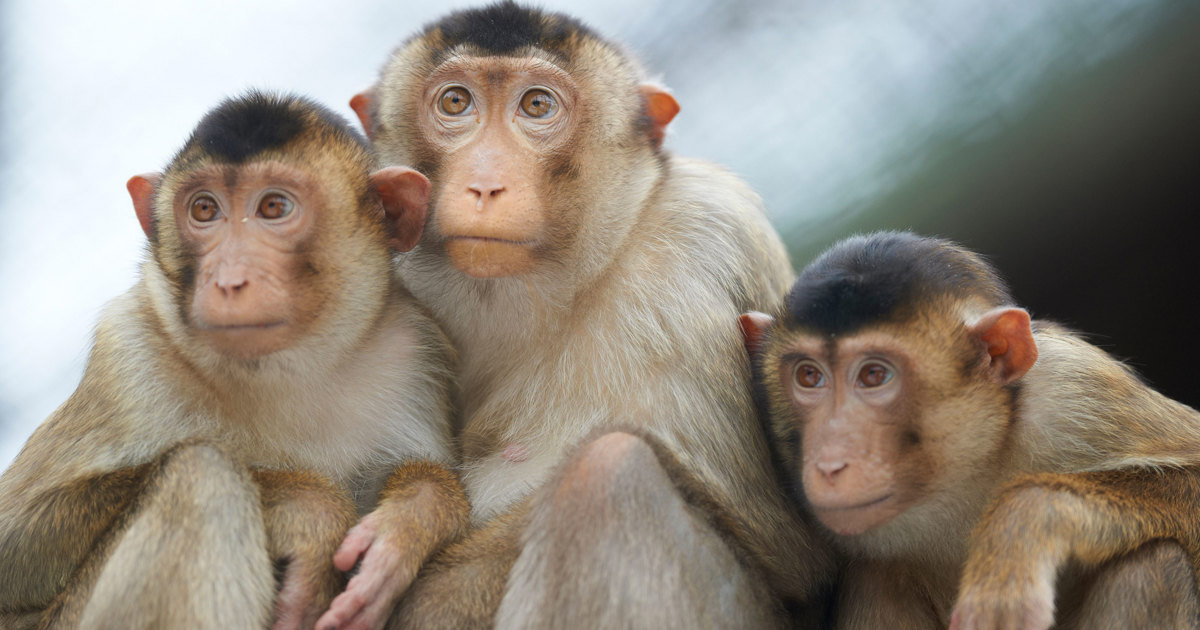 Dyr og etik | Undervisning | Odense ZOO