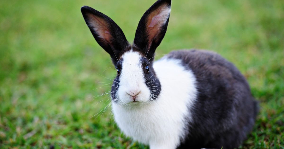 Rabbit - Odense ZOO
