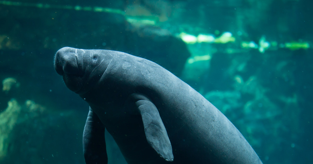 Manatee - Odense ZOO
