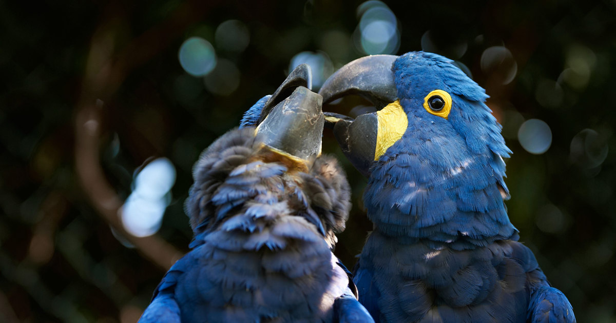 Hyacinth macaw - Odense ZOO