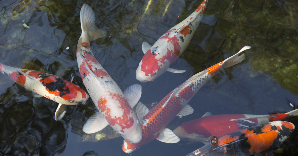 Koi carp - Odense ZOO