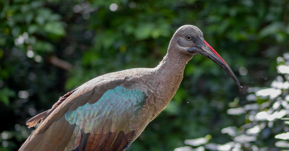 Hadada-ibis - Odense ZOO