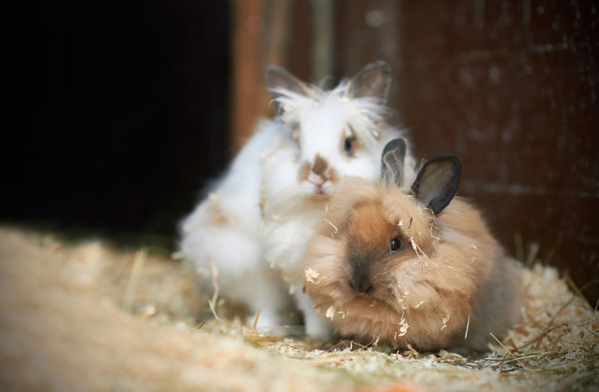 Donér din kanin, ged, eller får til Odense ZOO