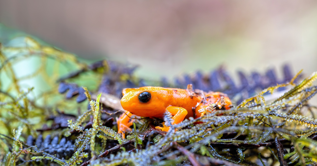 Golden mantella - Odense ZOO